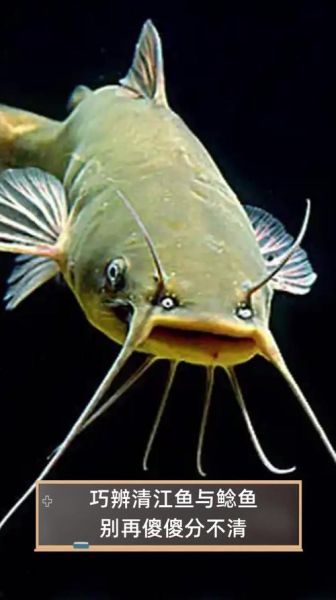 清江鱼和鲶鱼的区别图片_清江鱼是鲶鱼吗-第1张图片-山城妙识