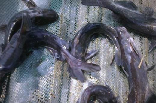 清江鱼和鲶鱼的区别图片_清江鱼是鲶鱼吗-第3张图片-山城妙识