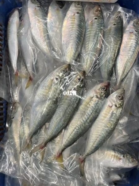 竹荚鱼中国叫什么_竹荚鱼与巴浪鱼区别-第3张图片-山城妙识