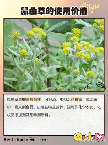 鼠曲草的功效与作用_鼠曲草怎么吃-第1张图片-山城妙识