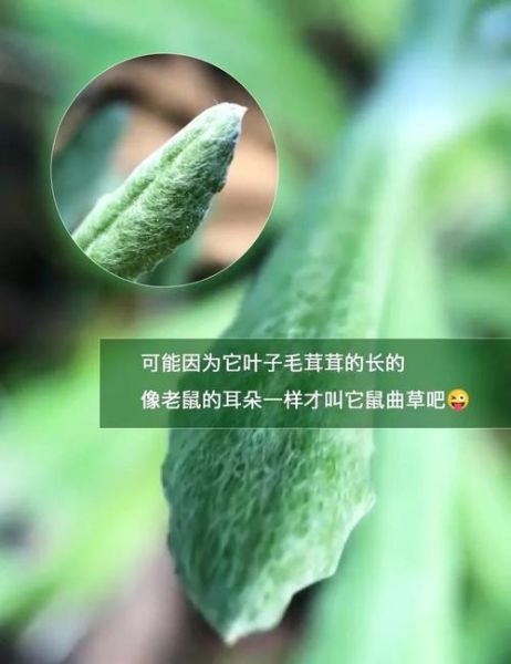 鼠曲草的功效与作用_鼠曲草怎么吃-第2张图片-山城妙识