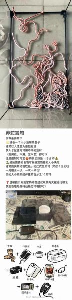 玉米蛇怎么养_玉米蛇饲养温度-第2张图片-山城妙识 玉米蛇怎么养_玉米蛇饲养温度-第2张图片-山城妙识