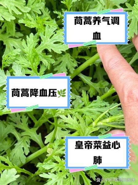皇帝菜的功效与作用_皇帝菜怎么吃最好-第1张图片-山城妙识