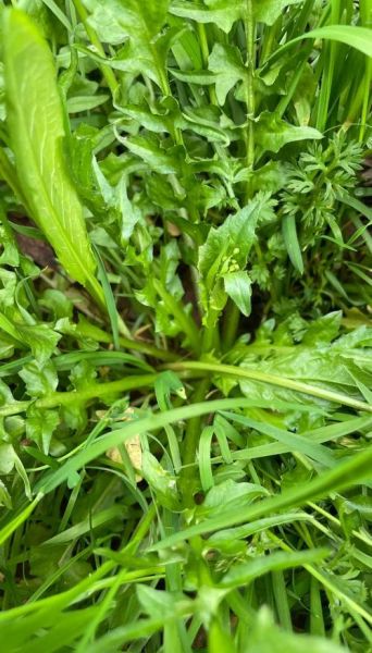 野芥菜长什么样_野芥菜图片大全-第2张图片-山城妙识