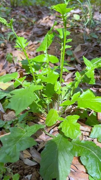 野芥菜长什么样_野芥菜图片大全-第1张图片-山城妙识