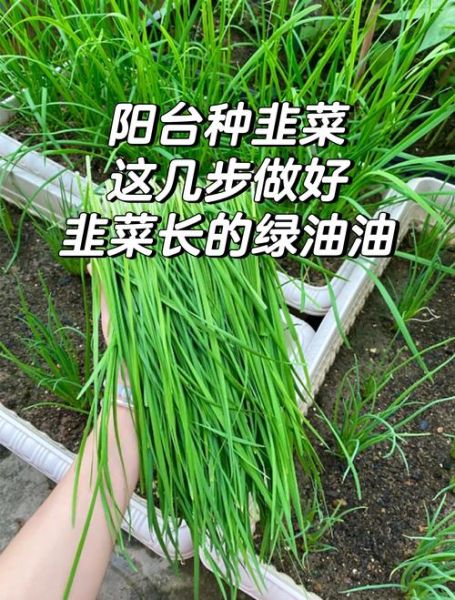 韭菜怎么种_韭菜种植技术与管理-第3张图片-山城妙识 韭菜怎么种_韭菜种植技术与管理-第3张图片-山城妙识