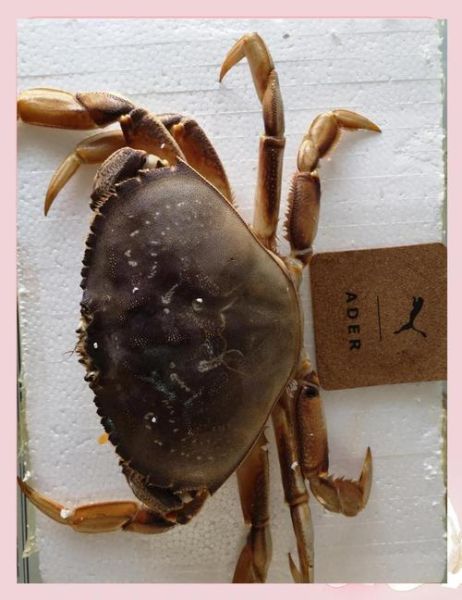 珍宝蟹怎么挑选_珍宝蟹和帝王蟹区别-第2张图片-山城妙识