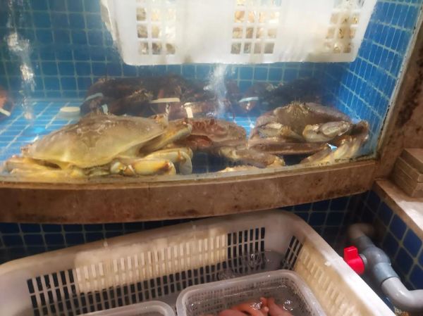 珍宝蟹怎么挑选_珍宝蟹和帝王蟹区别-第3张图片-山城妙识