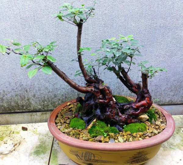 乌饭树老桩盆景怎么养_乌饭树老桩盆景价格是多少-第2张图片-山城妙识