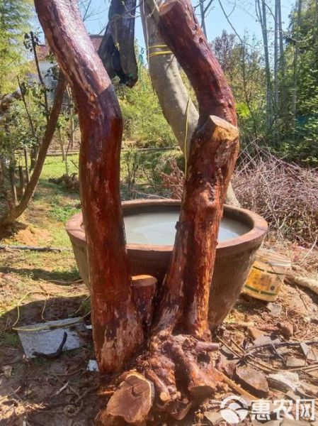 乌饭树老桩盆景怎么养_乌饭树老桩盆景价格是多少-第3张图片-山城妙识