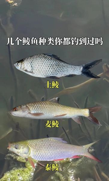 鲮鱼是什么鱼_鲮鱼有哪些常见品种-第2张图片-山城妙识