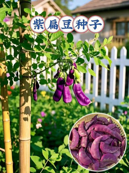 紫扁豆怎么做好吃_紫扁豆的做法大全-第2张图片-山城妙识