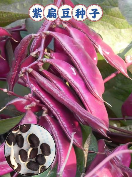 紫扁豆怎么做好吃_紫扁豆的做法大全-第3张图片-山城妙识