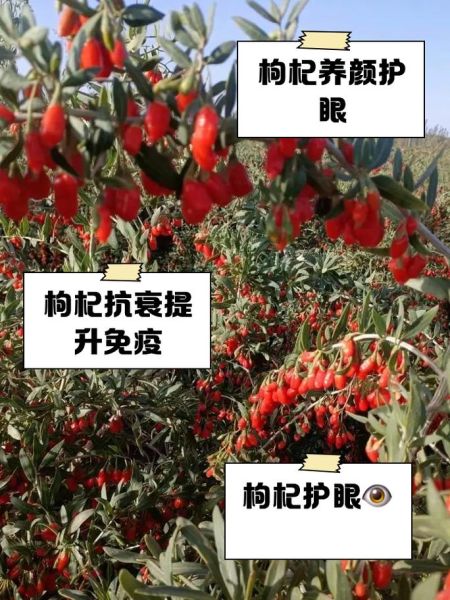 长期吃枸杞子有什么好处_枸杞子对眼睛好吗-第2张图片-山城妙识