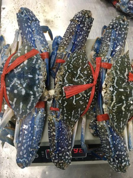 花蟹多少钱一斤_花蟹价格行情-第2张图片-山城妙识