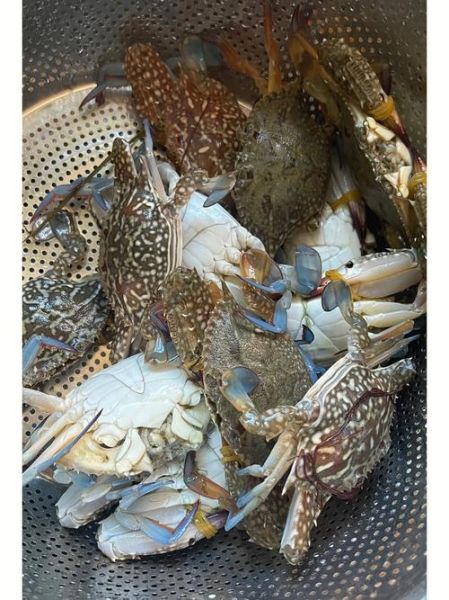 花蟹多少钱一斤_花蟹价格行情-第3张图片-山城妙识