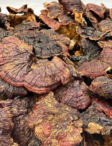 灵芝怎么吃最好_灵芝的正确食用方法-第2张图片-山城妙识