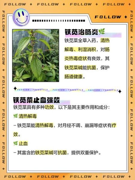 铁苋菜的功效与作用_铁苋菜怎么吃-第2张图片-山城妙识
