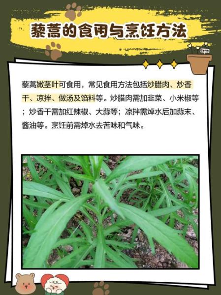 藜蒿的功效与作用_藜蒿的禁忌有哪些-第1张图片-山城妙识 藜蒿的功效与作用_藜蒿的禁忌有哪些-第1张图片-山城妙识