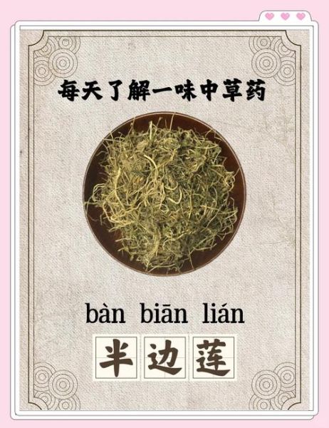 半边莲的功效与作用_半边莲能治什么病-第1张图片-山城妙识