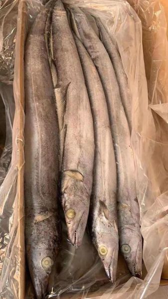 带鱼价格行情_今日多少钱一斤-第1张图片-山城妙识