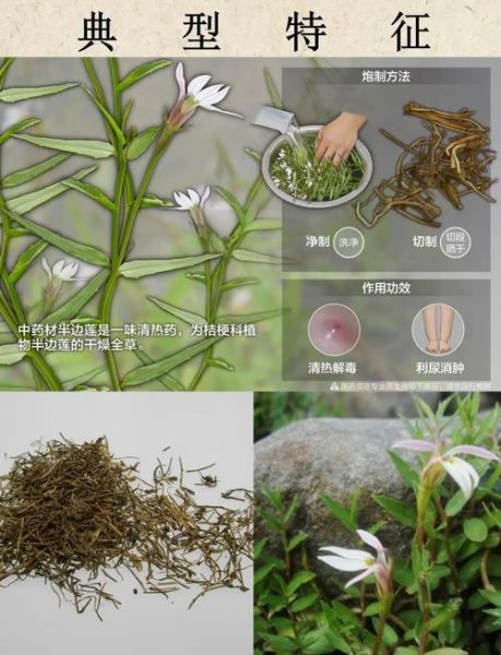半边莲的功效与作用_半边莲能治什么病-第2张图片-山城妙识