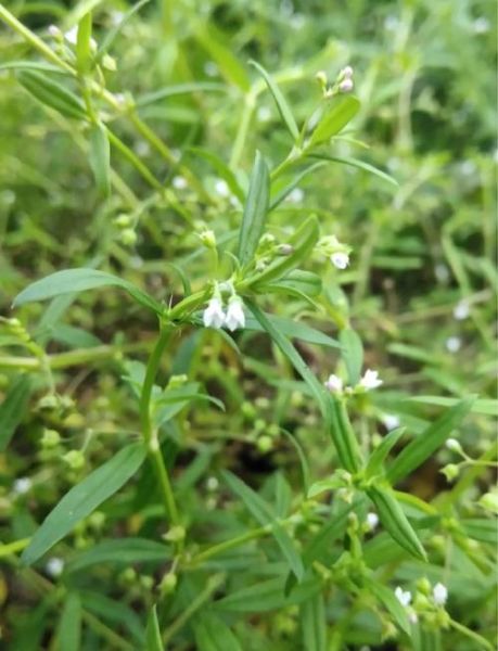 白花蛇舌草抗癌是骗局吗_白花蛇舌草真的能治癌症吗-第1张图片-山城妙识