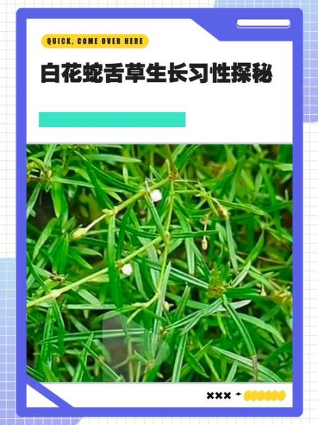 白花蛇舌草抗癌是骗局吗_白花蛇舌草真的能治癌症吗-第2张图片-山城妙识