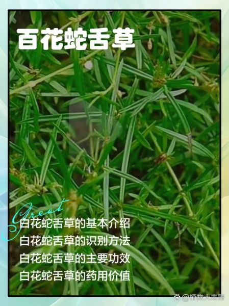 白花蛇舌草抗癌是骗局吗_白花蛇舌草真的能治癌症吗-第3张图片-山城妙识