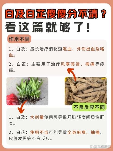 白及与白芨区别_白及白芨是同一种药吗-第1张图片-山城妙识