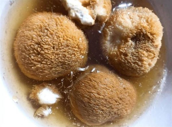 猴头菇干怎么泡发_猴头菇干炖汤做法-第1张图片-山城妙识