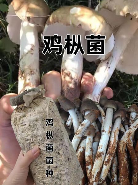 蘑菇种植技术培训班多少钱_零基础能学会吗-第3张图片-山城妙识