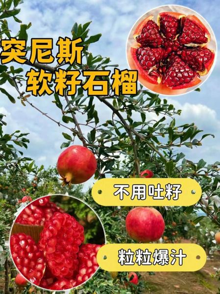 软籽石榴的功效与作用_软籽石榴的副作用有哪些-第2张图片-山城妙识