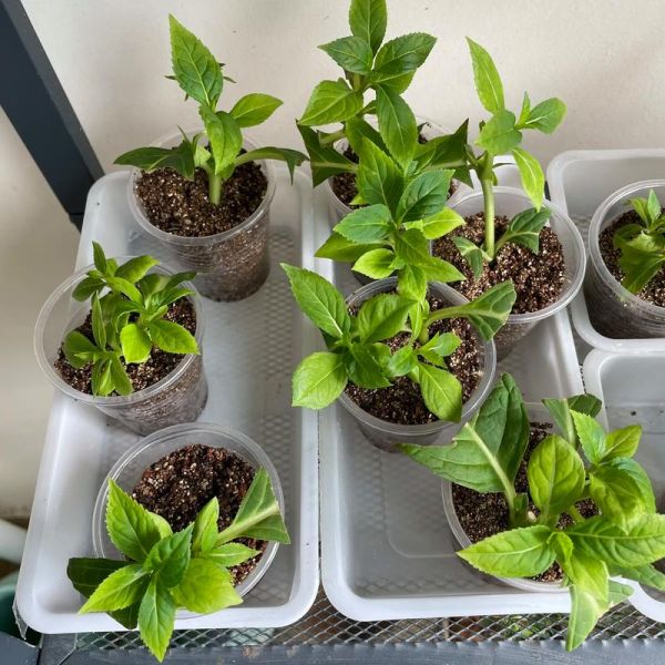 绣球花什么时候扦插_绣球花扦插生根最快方法-第1张图片-山城妙识