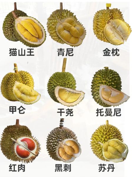 榴莲品种识别图怎么看_常见榴莲怎么区分-第2张图片-山城妙识