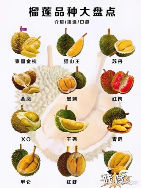 榴莲品种识别图怎么看_常见榴莲怎么区分-第3张图片-山城妙识