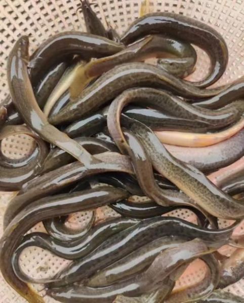 大棚养泥鳅亩产五万斤是真的吗_大棚泥鳅养殖成本利润-第3张图片-山城妙识