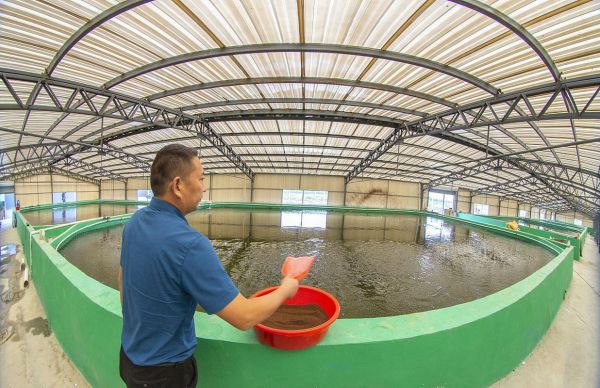 大棚养泥鳅亩产五万斤是真的吗_大棚泥鳅养殖成本利润-第1张图片-山城妙识