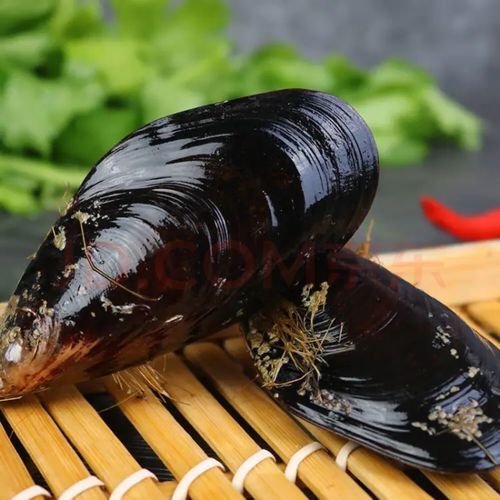 青口贝肚子里黑色的能吃吗_青口贝黑色部分处理方法-第3张图片-山城妙识 青口贝肚子里黑色的能吃吗_青口贝黑色部分处理方法-第3张图片-山城妙识