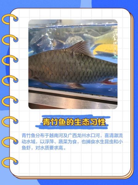 鲇鱼上竹竿什么意思_鲇鱼上竹竿典故由来-第3张图片-山城妙识 鲇鱼上竹竿什么意思_鲇鱼上竹竿典故由来-第3张图片-山城妙识