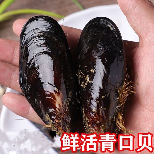 青口贝肚子里黑色的能吃吗_青口贝黑色部分处理方法-第1张图片-山城妙识 青口贝肚子里黑色的能吃吗_青口贝黑色部分处理方法-第1张图片-山城妙识