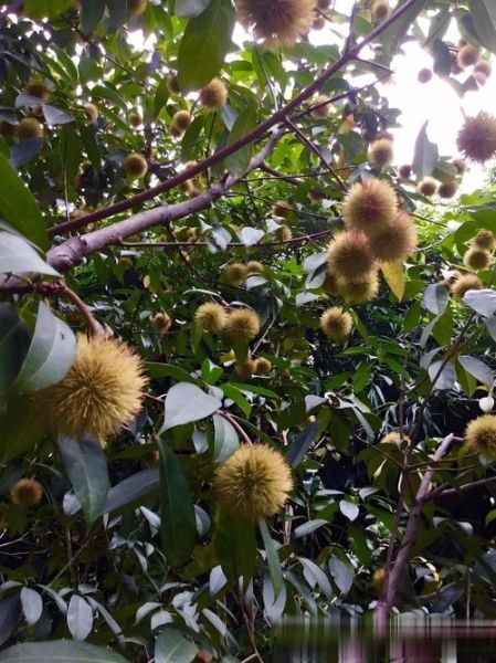 栗怎么读_栗子拼音怎么写-第1张图片-山城妙识