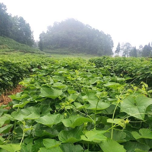 龙须菜怎么种_龙须菜种植图片教程-第3张图片-山城妙识