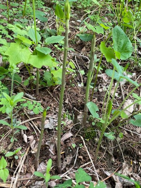 龙须菜怎么种_龙须菜种植图片教程-第2张图片-山城妙识
