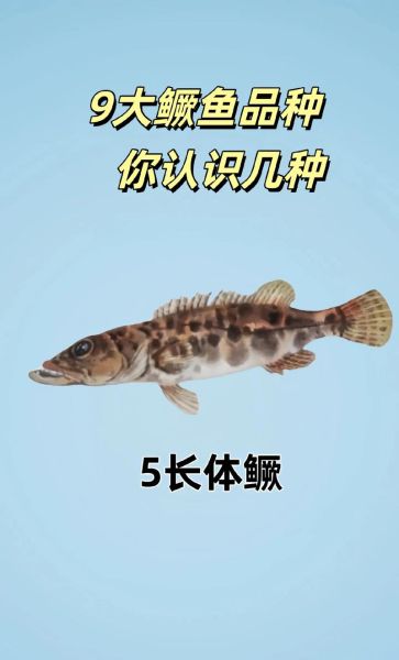 鳜怎么读音_鳜鱼读音是什么-第3张图片-山城妙识