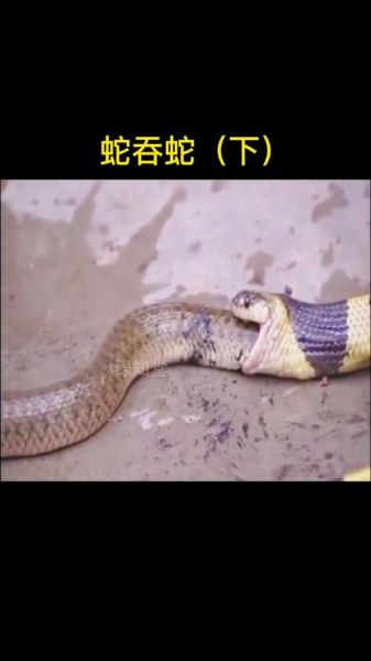 无毒蛇有哪些_无毒蛇会咬人吗-第2张图片-山城妙识