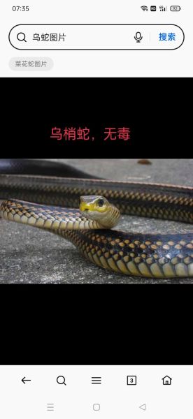 无毒蛇有哪些_无毒蛇会咬人吗-第3张图片-山城妙识