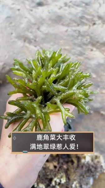 鹿角菜和龙须菜的区别_哪个更有营养-第3张图片-山城妙识