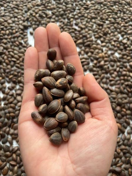 松子一天吃多少粒合适_松子吃多了会怎样-第2张图片-山城妙识