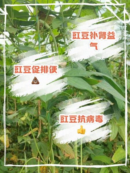 豇豆角的功效与作用_豇豆角怎么吃最营养-第2张图片-山城妙识
